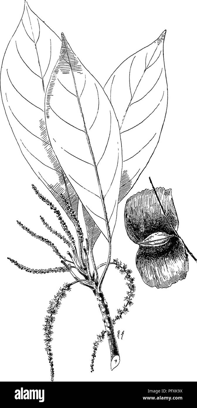 Terminalia bialata hi-res stock photography and images - Alamy