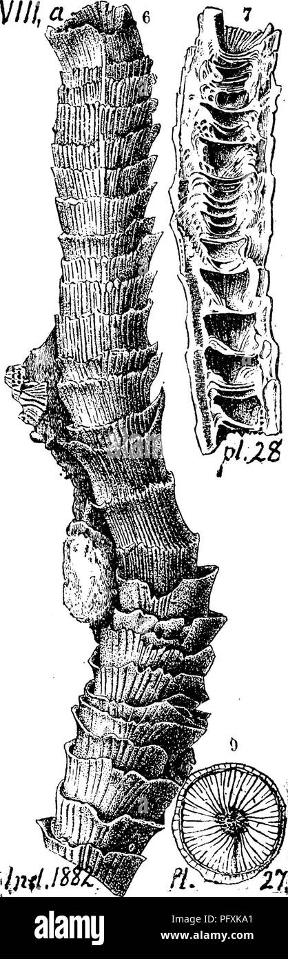 This fossil dictionary catalogs fossil species from Pennsylvania and ...