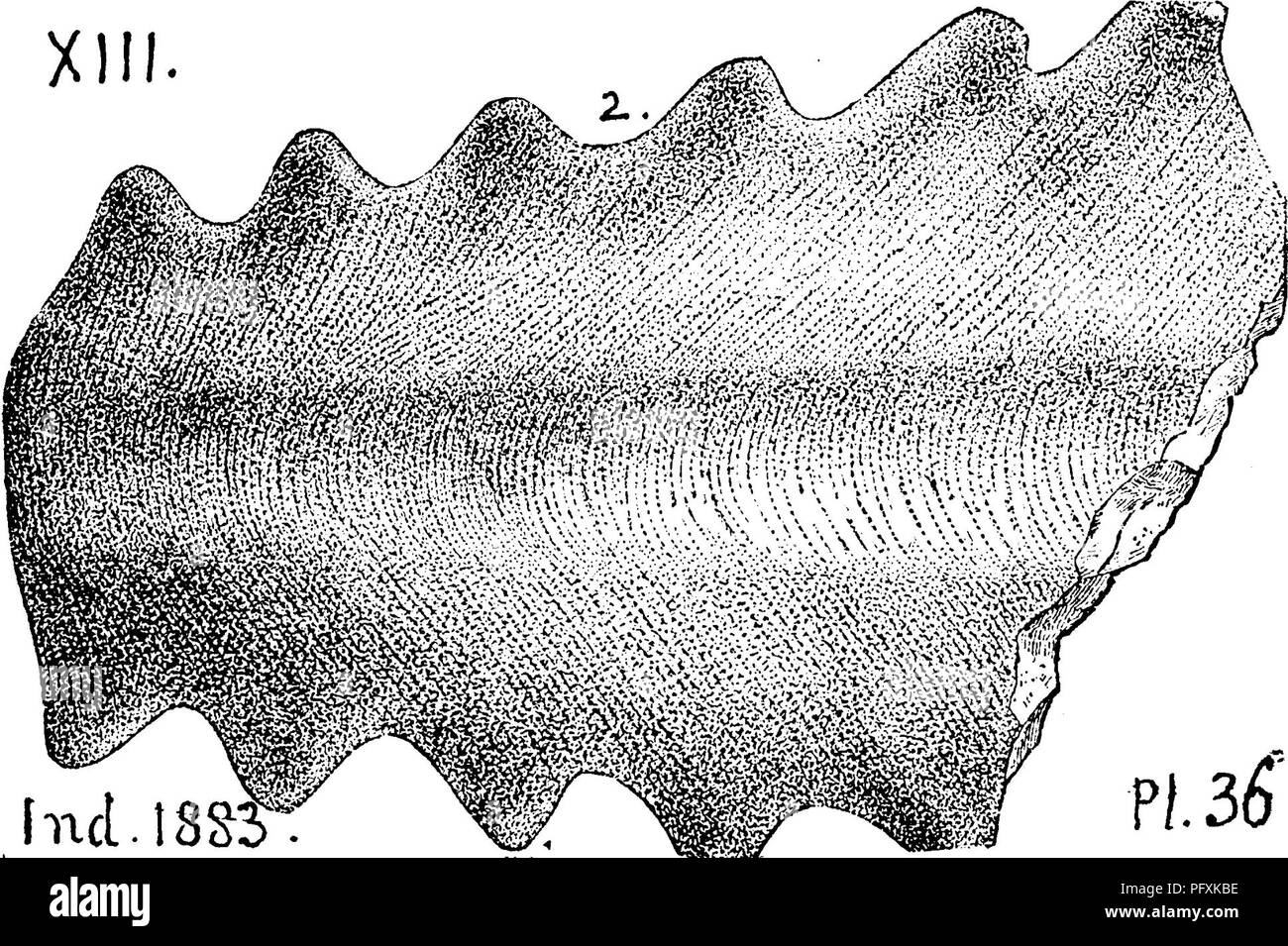 This dictionary provides detailed descriptions of fossils found in ...