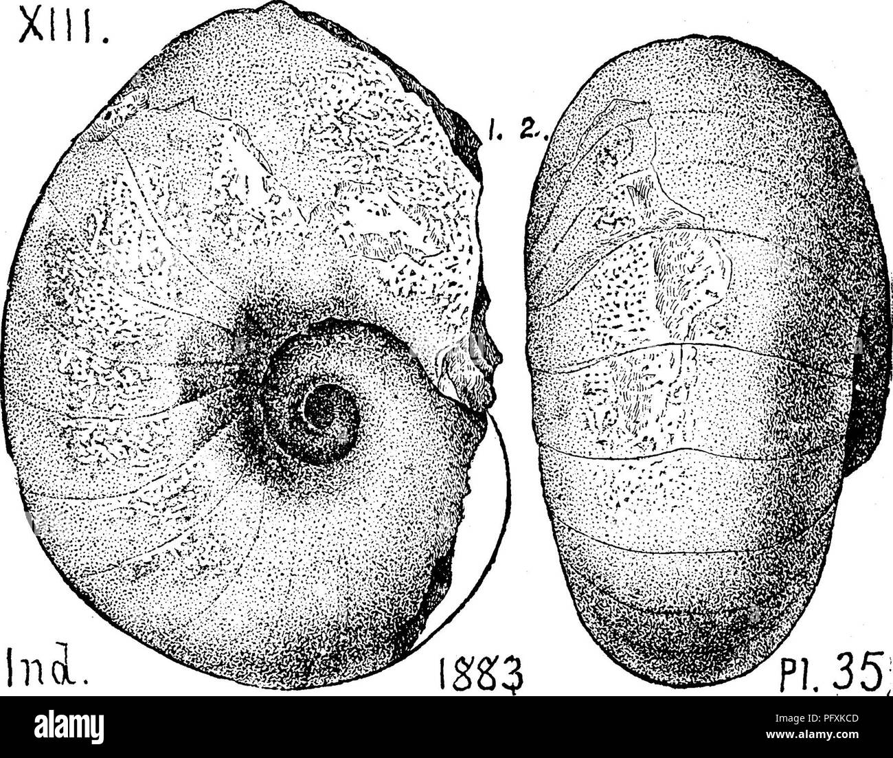 Different types of nautilus Black and White Stock Photos & Images - Alamy