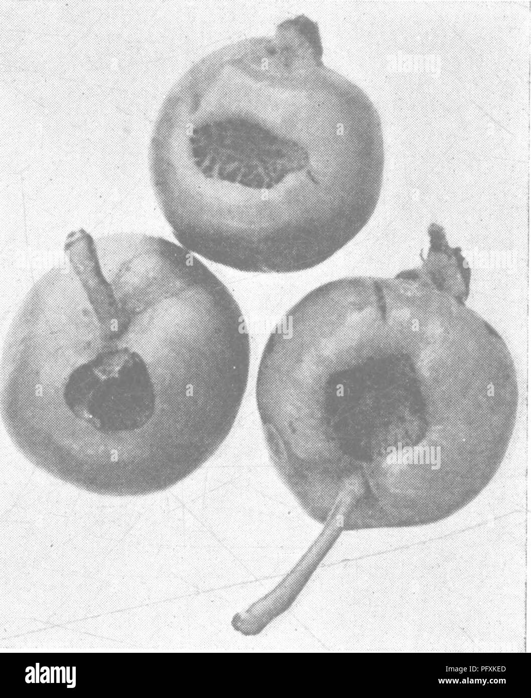 Winged fruits Black and White Stock Photos & Images - Alamy