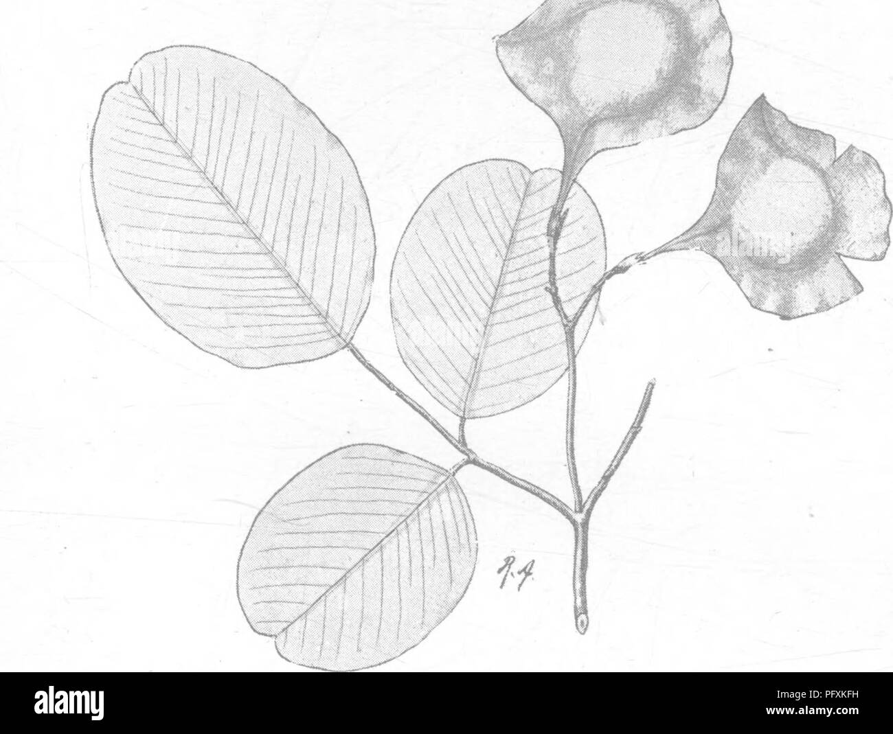 Indian evergreen forests Black and White Stock Photos & Images - Alamy