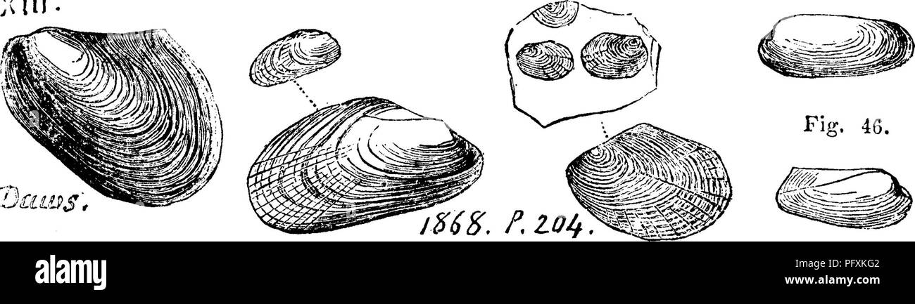 This dictionary of fossils found in Pennsylvania and nearby states ...