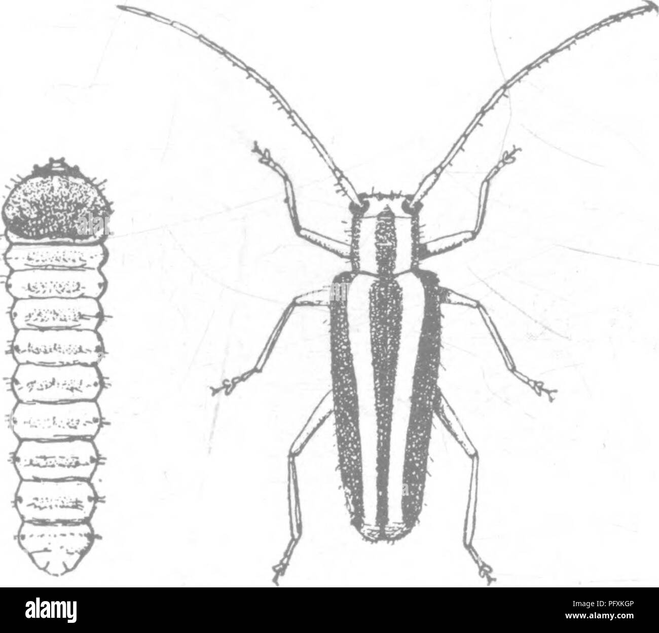 Apple tree borer hi-res stock photography and images - Alamy