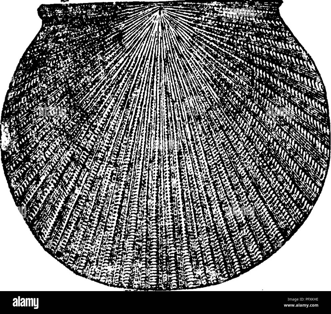 This entry from the paleontological survey catalogues fossils found in ...