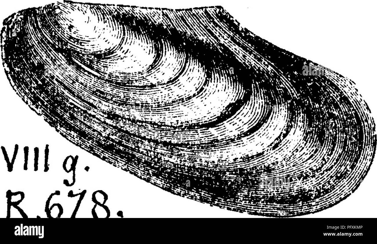 Avicula hi-res stock photography and images - Alamy