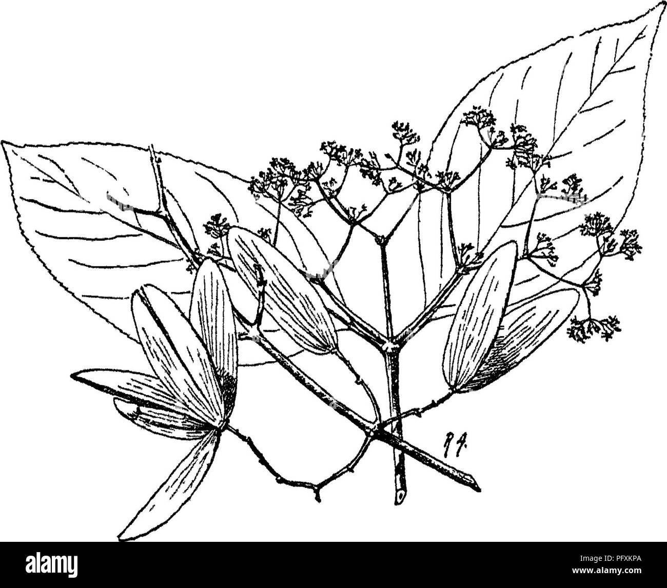 Sikkim tree Black and White Stock Photos & Images - Alamy