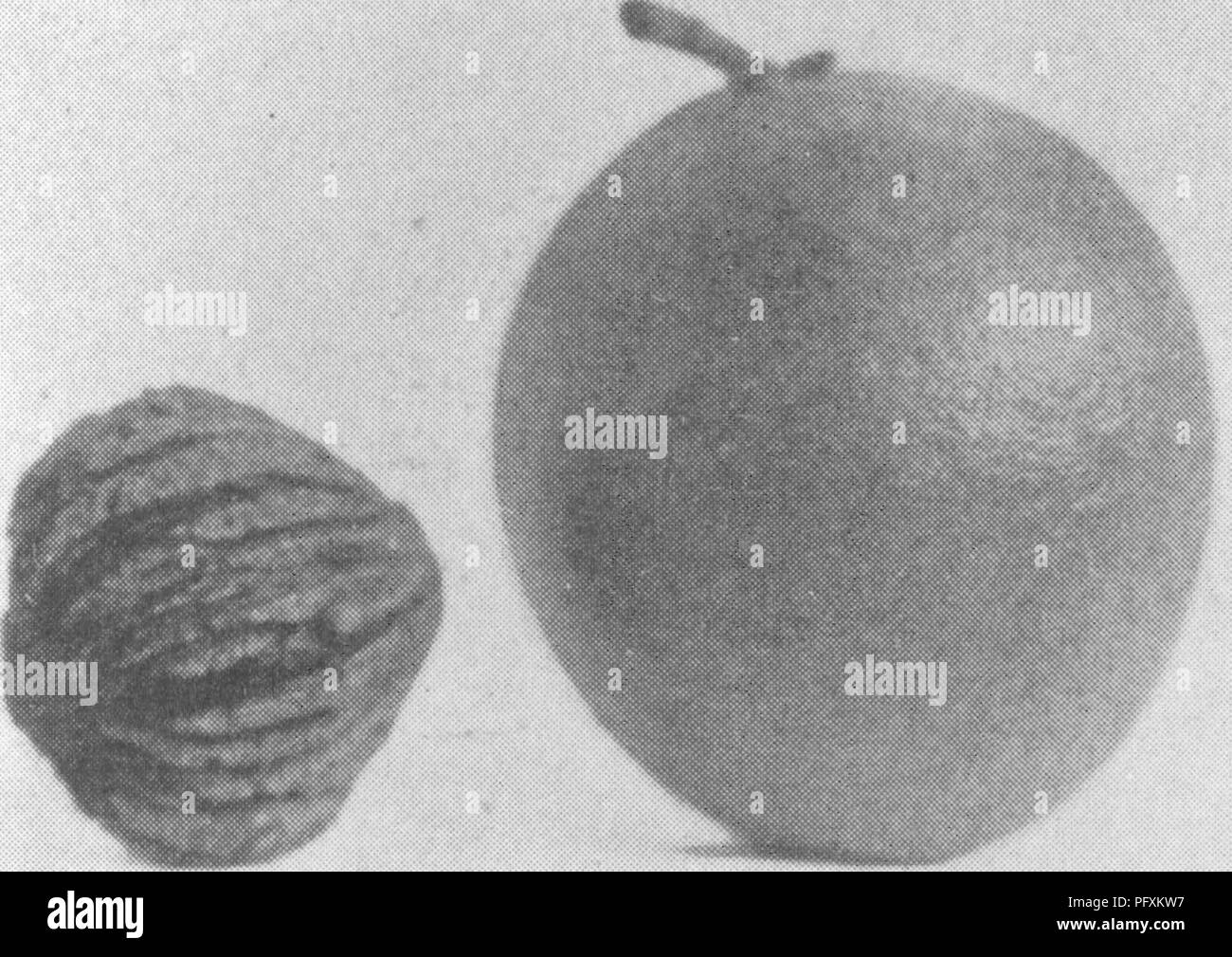 Horticultural production systems Black and White Stock Photos & Images ...