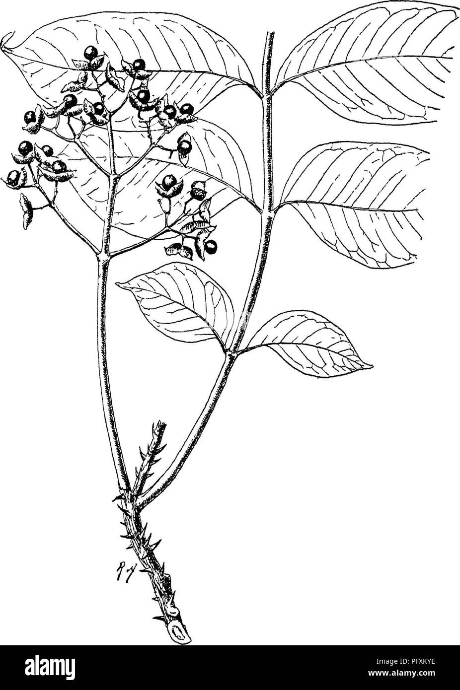 Lax panicles hi-res stock photography and images - Alamy