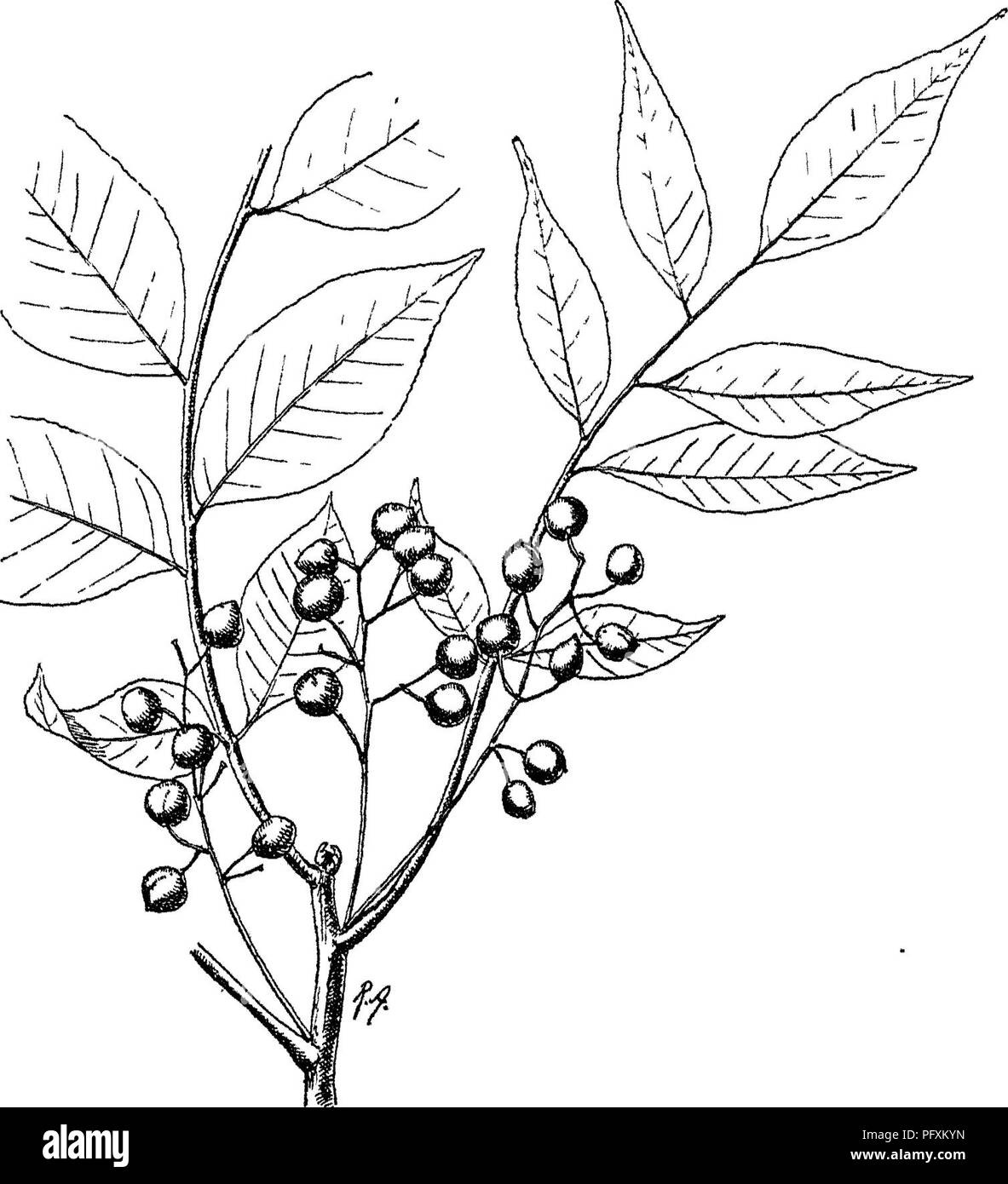 Terminal panicle hi-res stock photography and images - Alamy