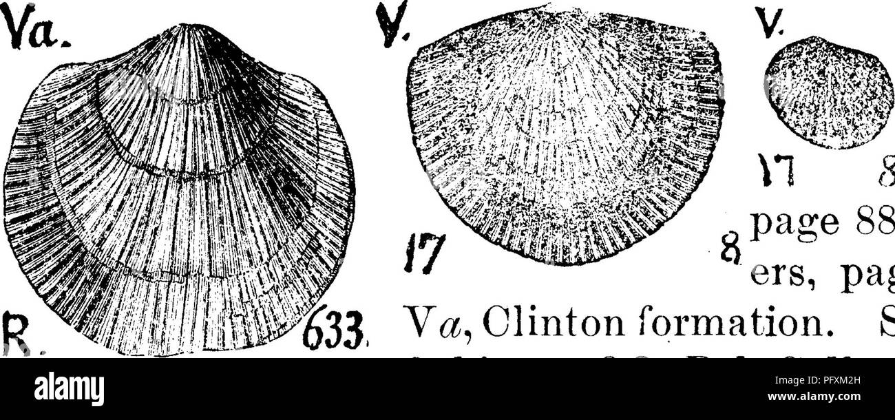 Pentamerus hi-res stock photography and images - Alamy