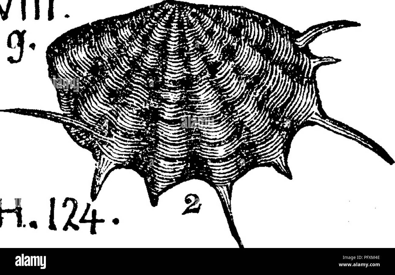 Galeata Black and White Stock Photos & Images - Alamy