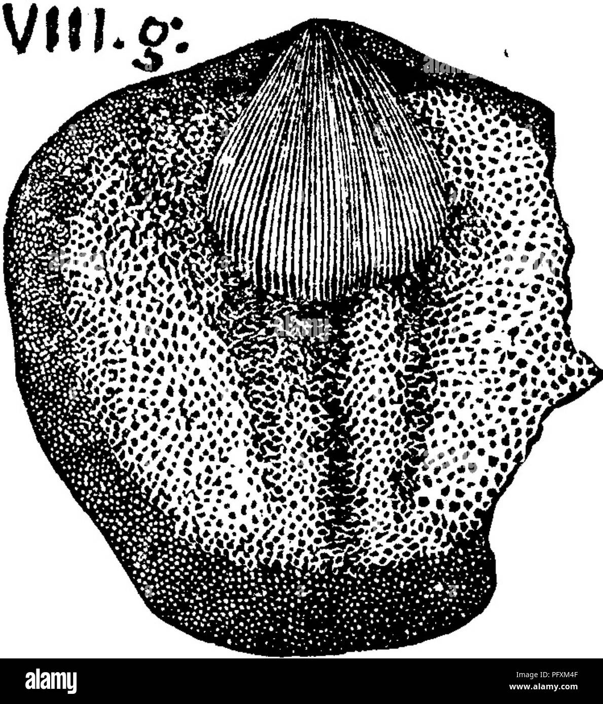 This dictionary compiles fossil species found in Pennsylvania and ...