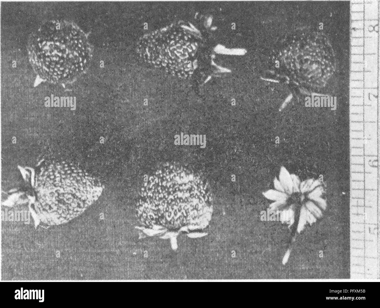 Gold pollination Black and White Stock Photos & Images - Alamy