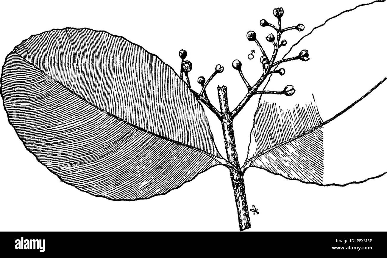 Inophyllum Black and White Stock Photos & Images - Alamy