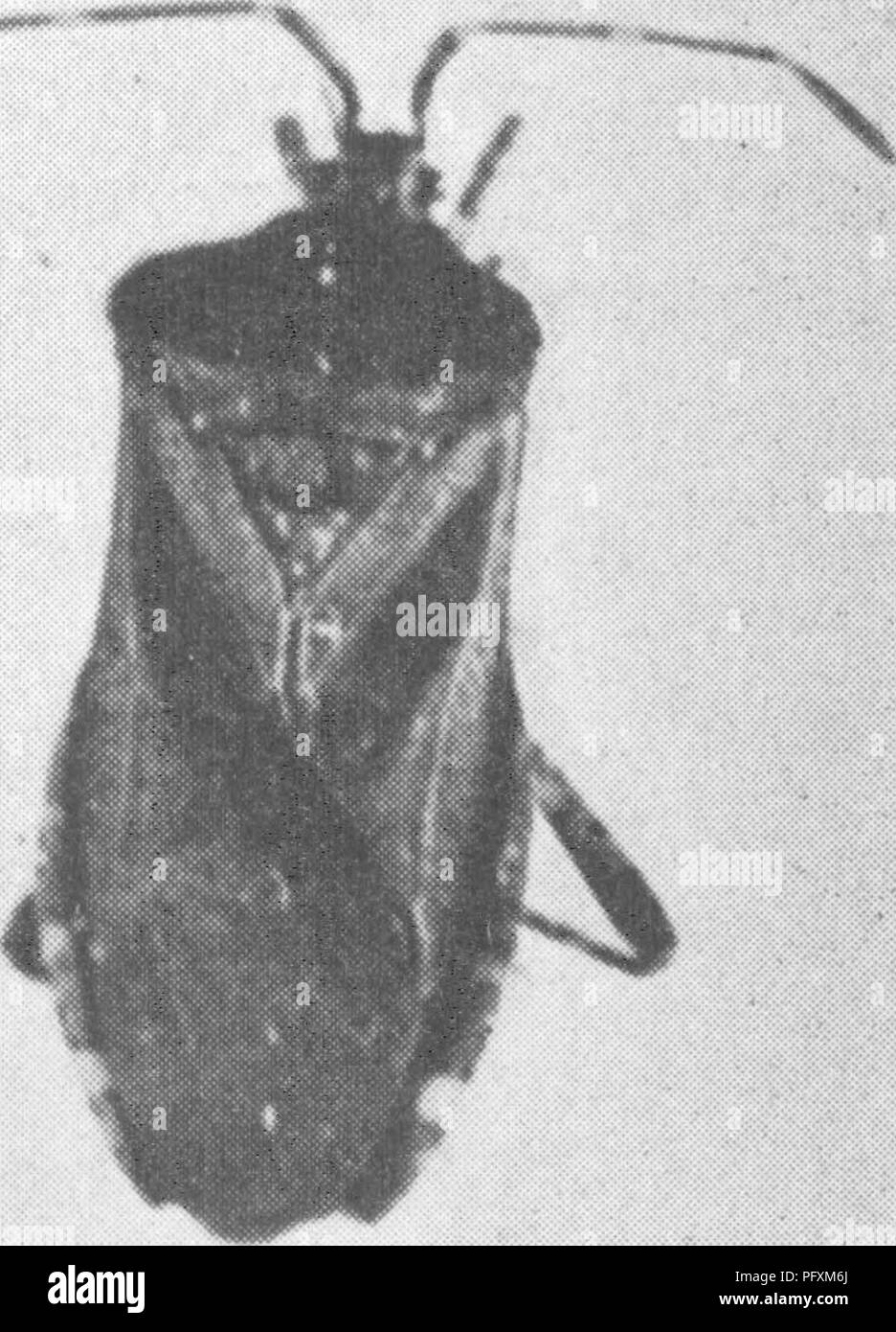 Common squash bug Black and White Stock Photos & Images - Alamy