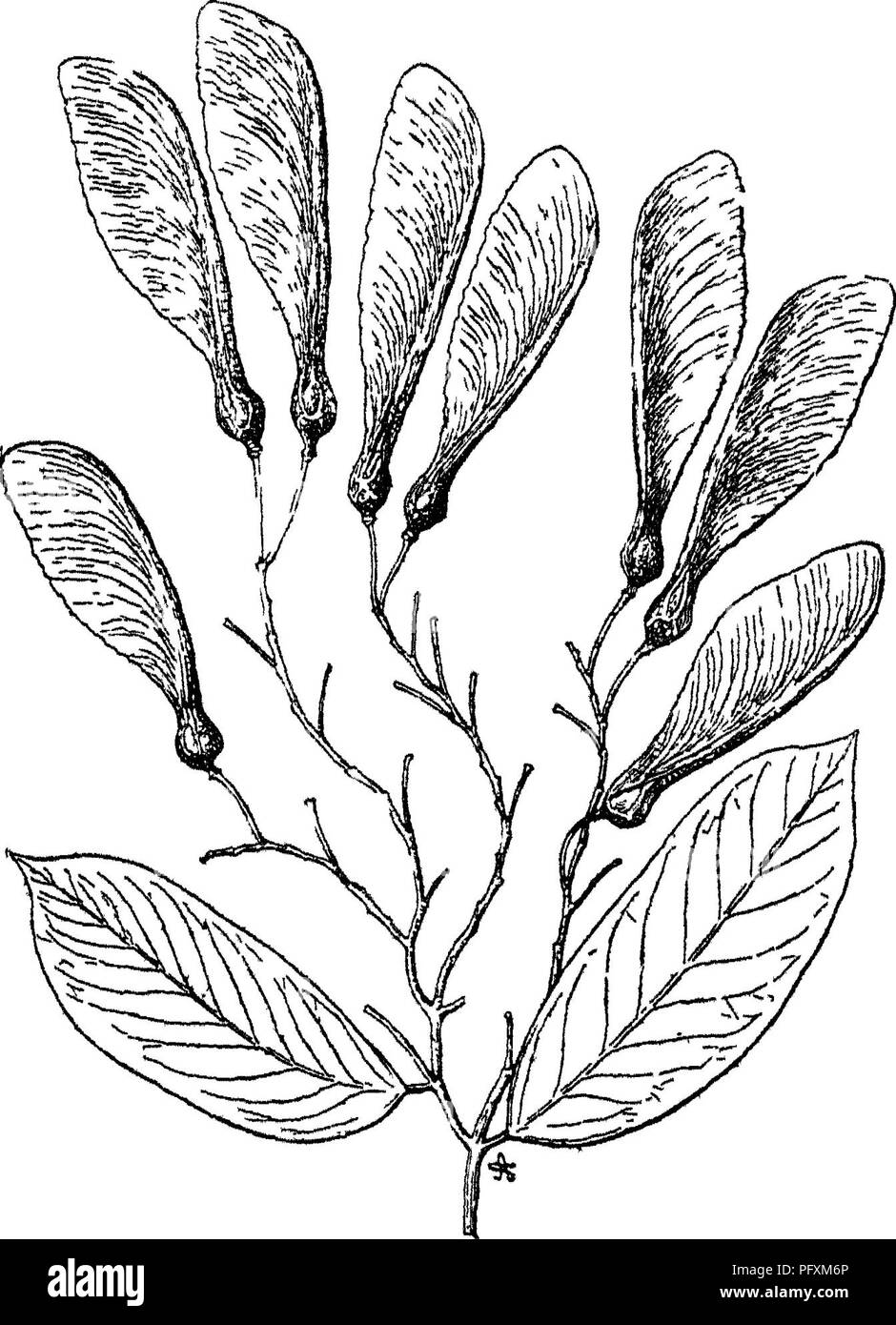 Indian Trees provides a detailed account of trees, shrubs, climbers ...