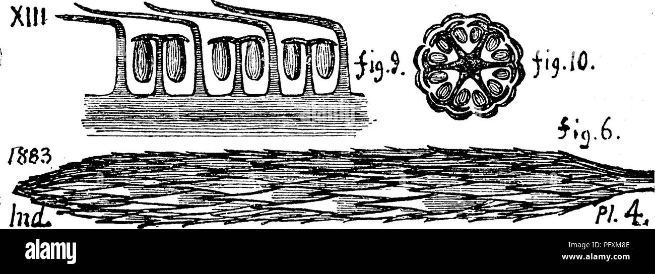 Lycopods hi-res stock photography and images - Alamy