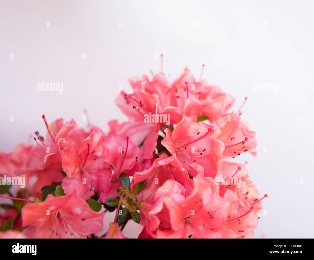 detail of rhododendron flowers isolated over white background Stock ...