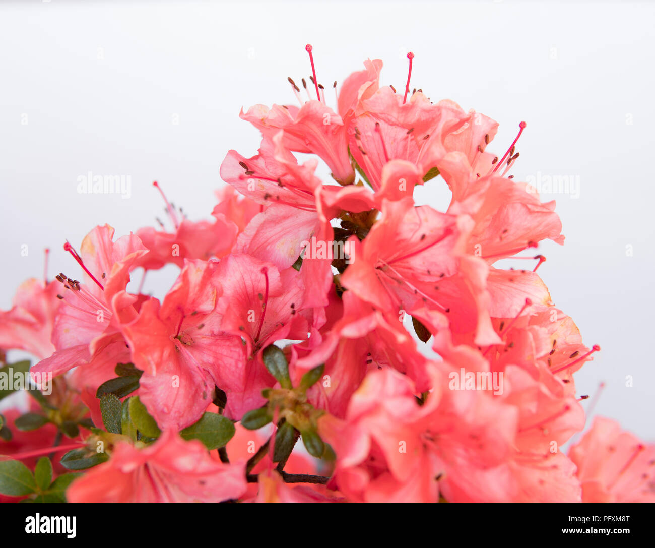 detail of rhododendron flowers isolated over white background Stock ...
