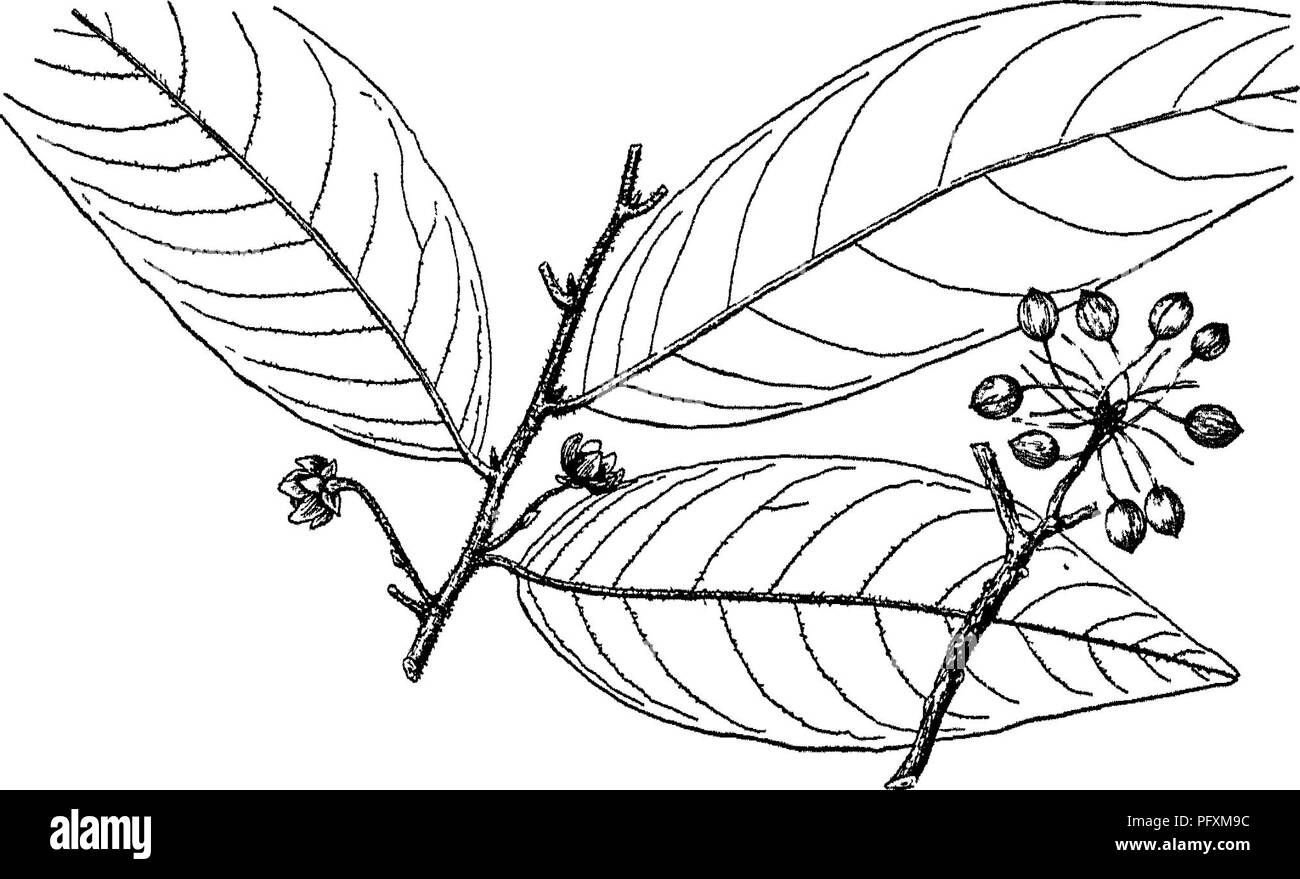 Distichous High Resolution Stock Photography and Images - Alamy