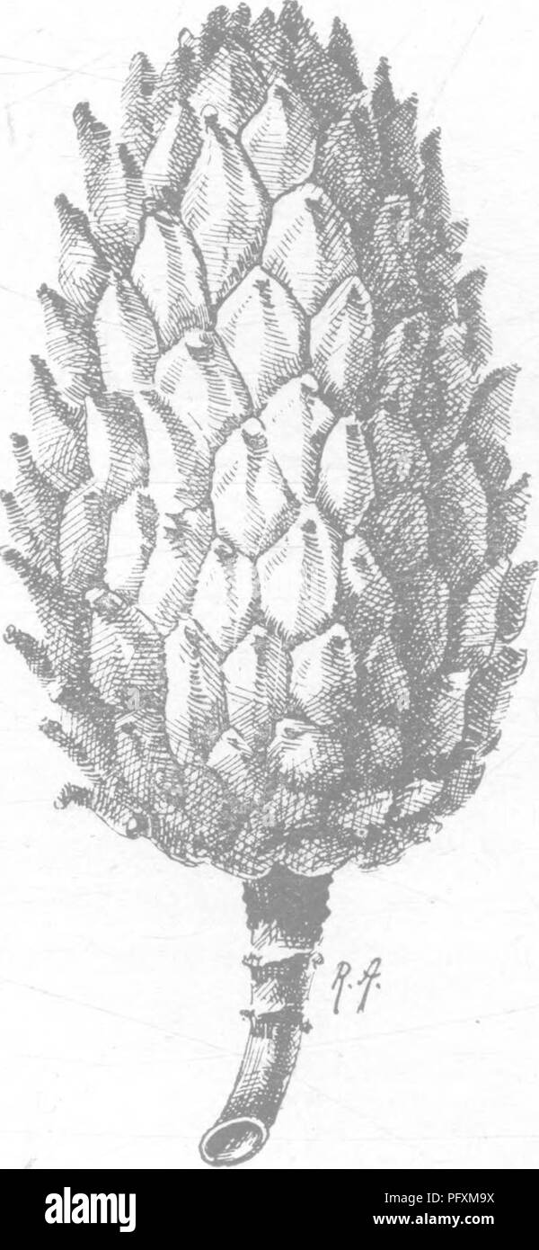 This illustration from *Indian Trees* depicts Michelia champaca, a ...