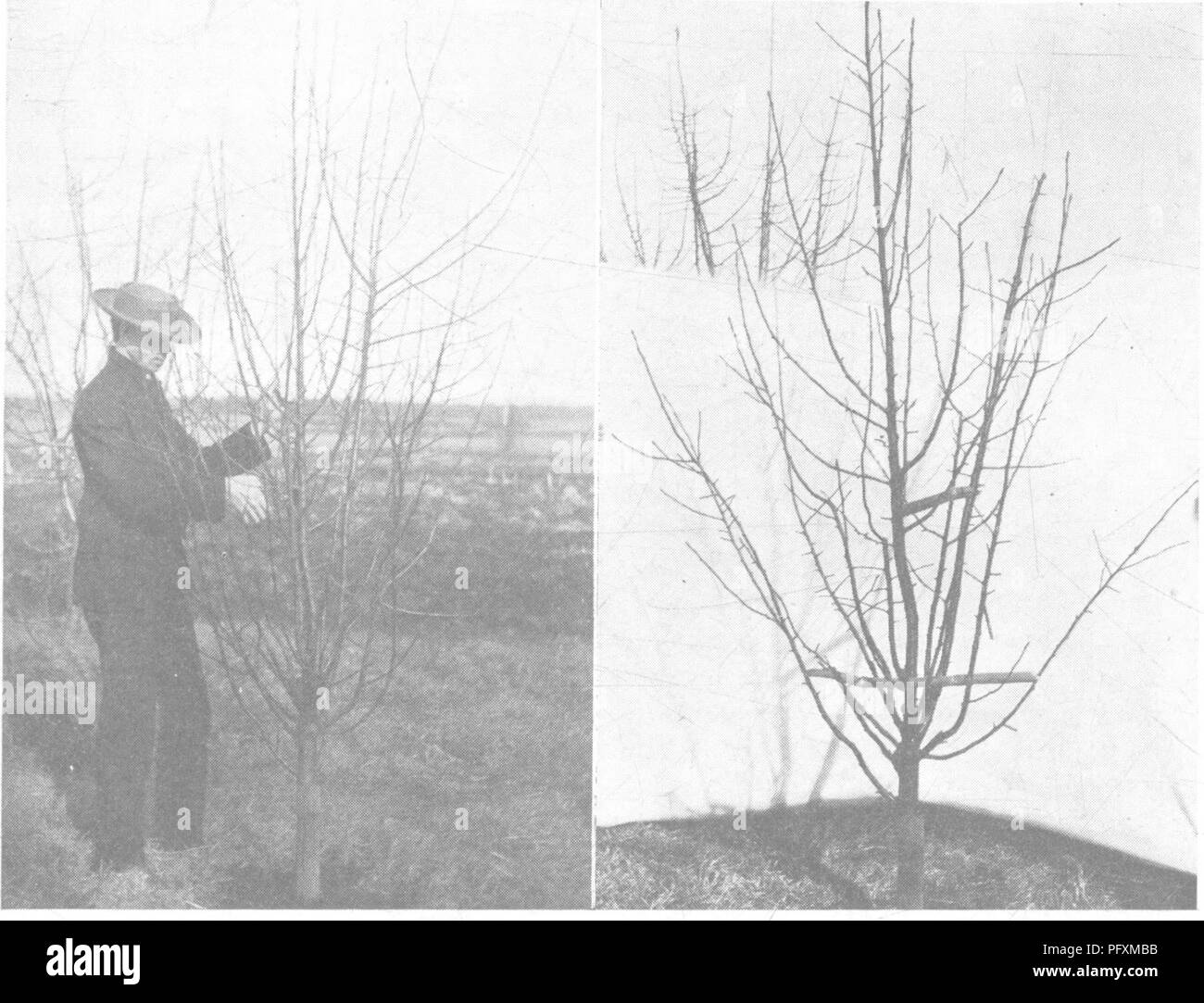 Top heavy apple tree hi-res stock photography and images - Alamy