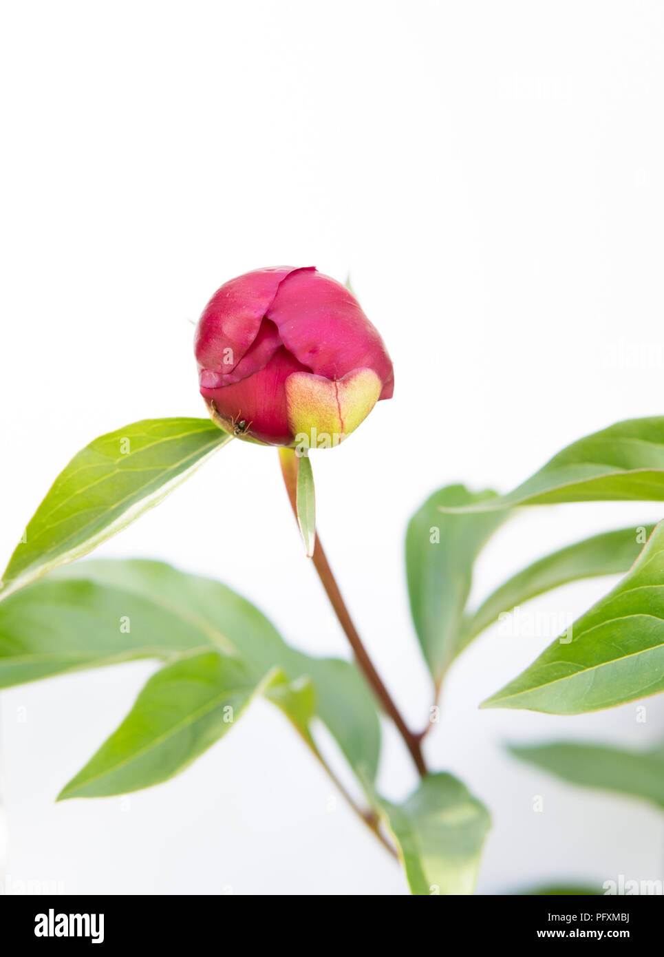 detail of peony flowers isolated over white background Stock Photo - Alamy