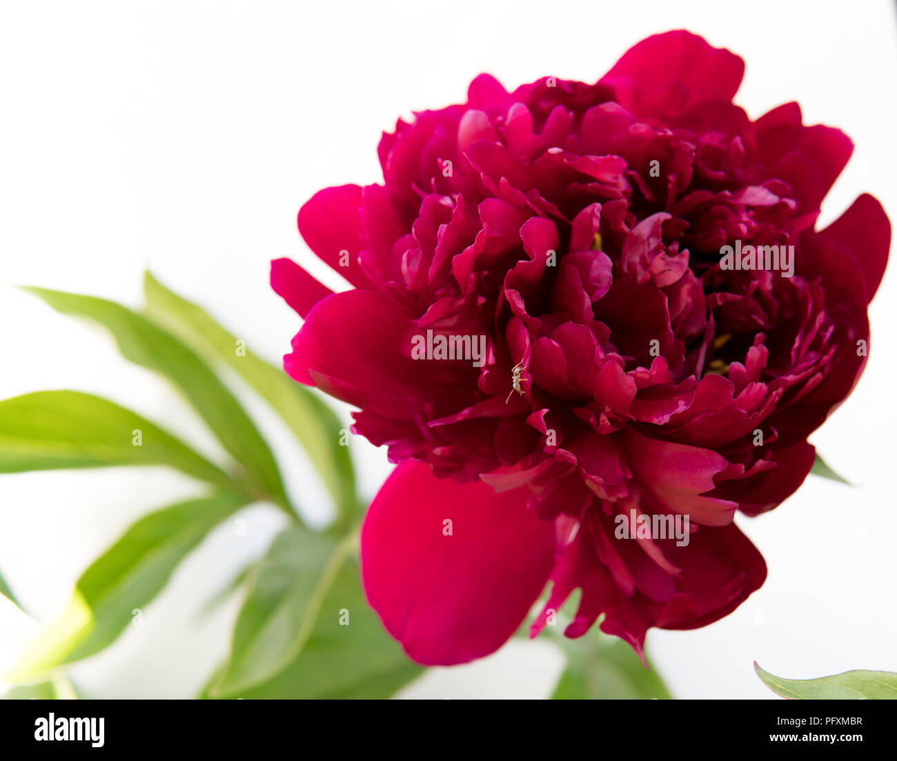 detail of peony flowers isolated over white background Stock Photo - Alamy