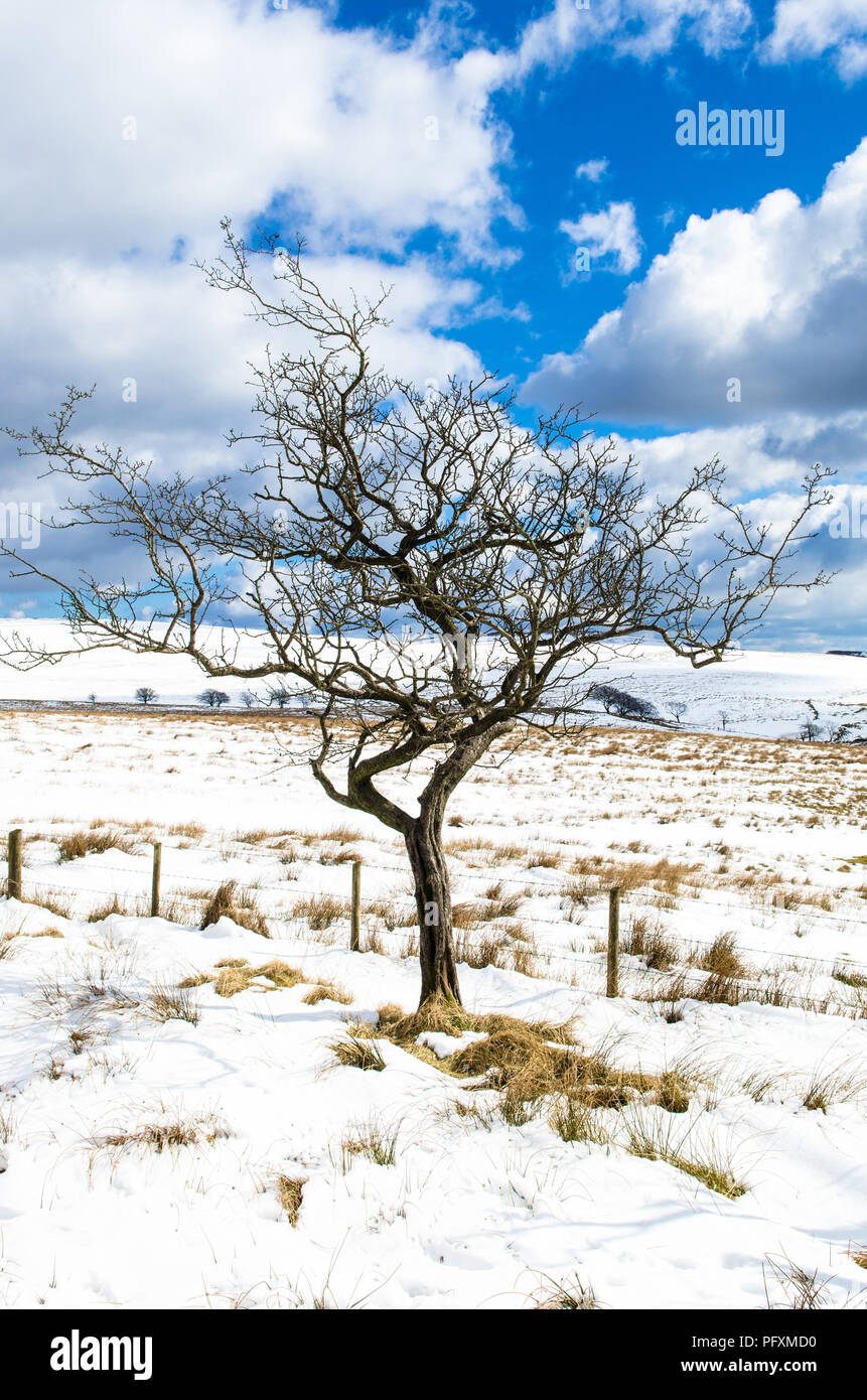 Divis and Black Mountain walk Belfast Hills Snow covered Nation Trust ...
