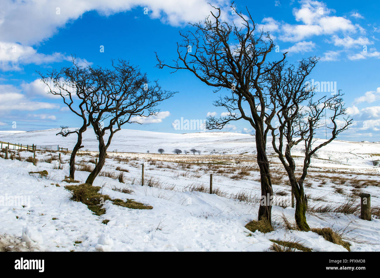 Divis and Black Mountain walk Belfast Hills Snow covered Nation Trust ...