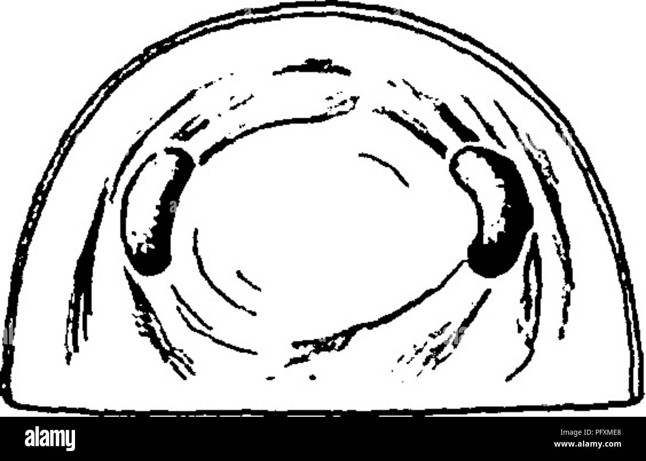 Terete hi-res stock photography and images - Alamy