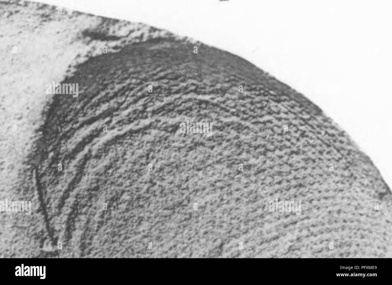 Illustration from 'The Eurypterida of New York,' depicting fossil ...