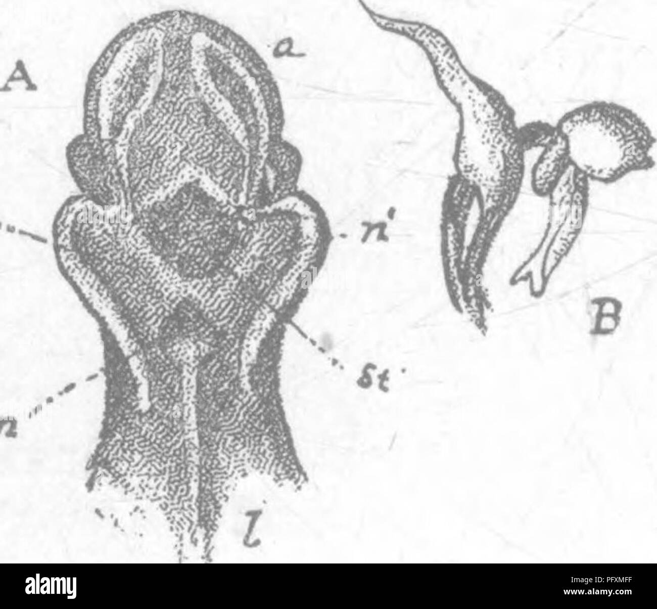 Darwin orchid pollination Cut Out Stock Images & Pictures - Alamy