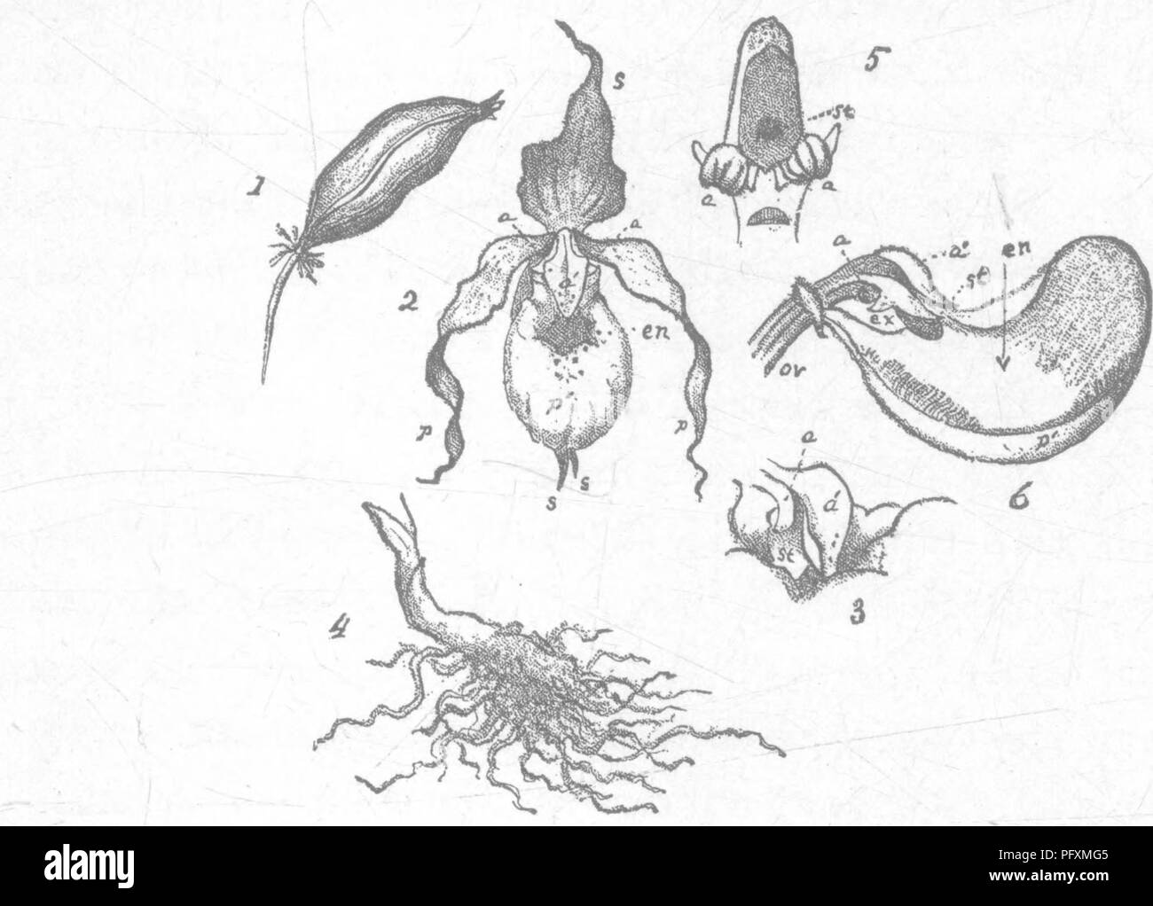 This monograph details the orchids native to New England, focusing on ...