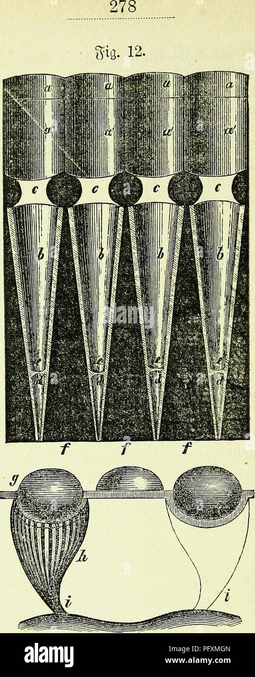 This work examines bee culture, focusing on the use of movable combs in ...