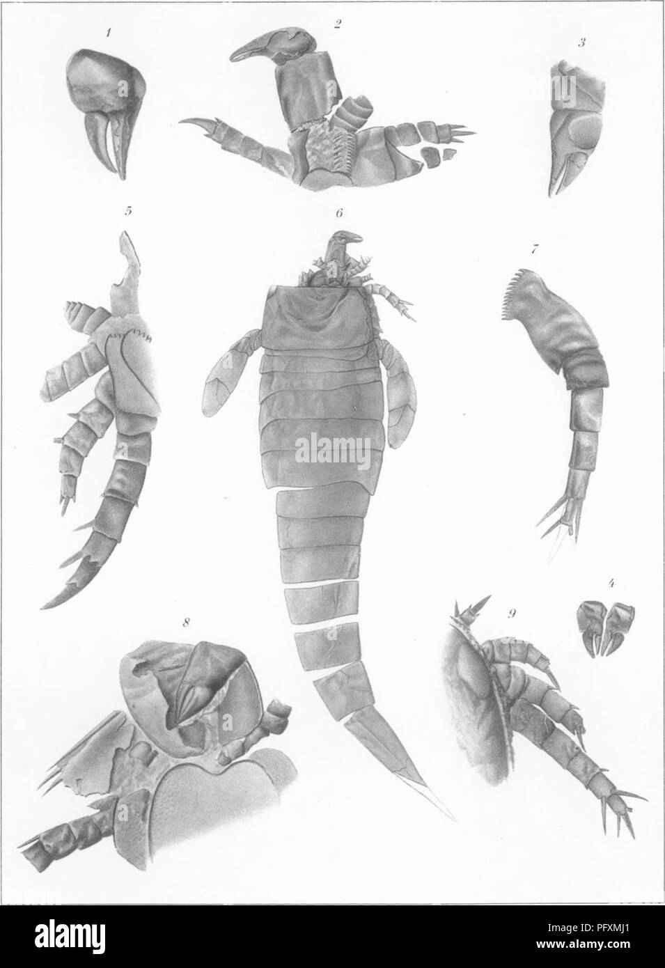 The Eurypterida of New York: A detailed study of Eurypterida species ...