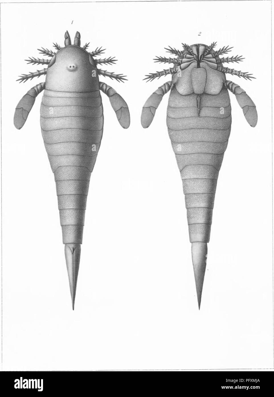 This paleontological illustration from the *Eurypterida of New York ...