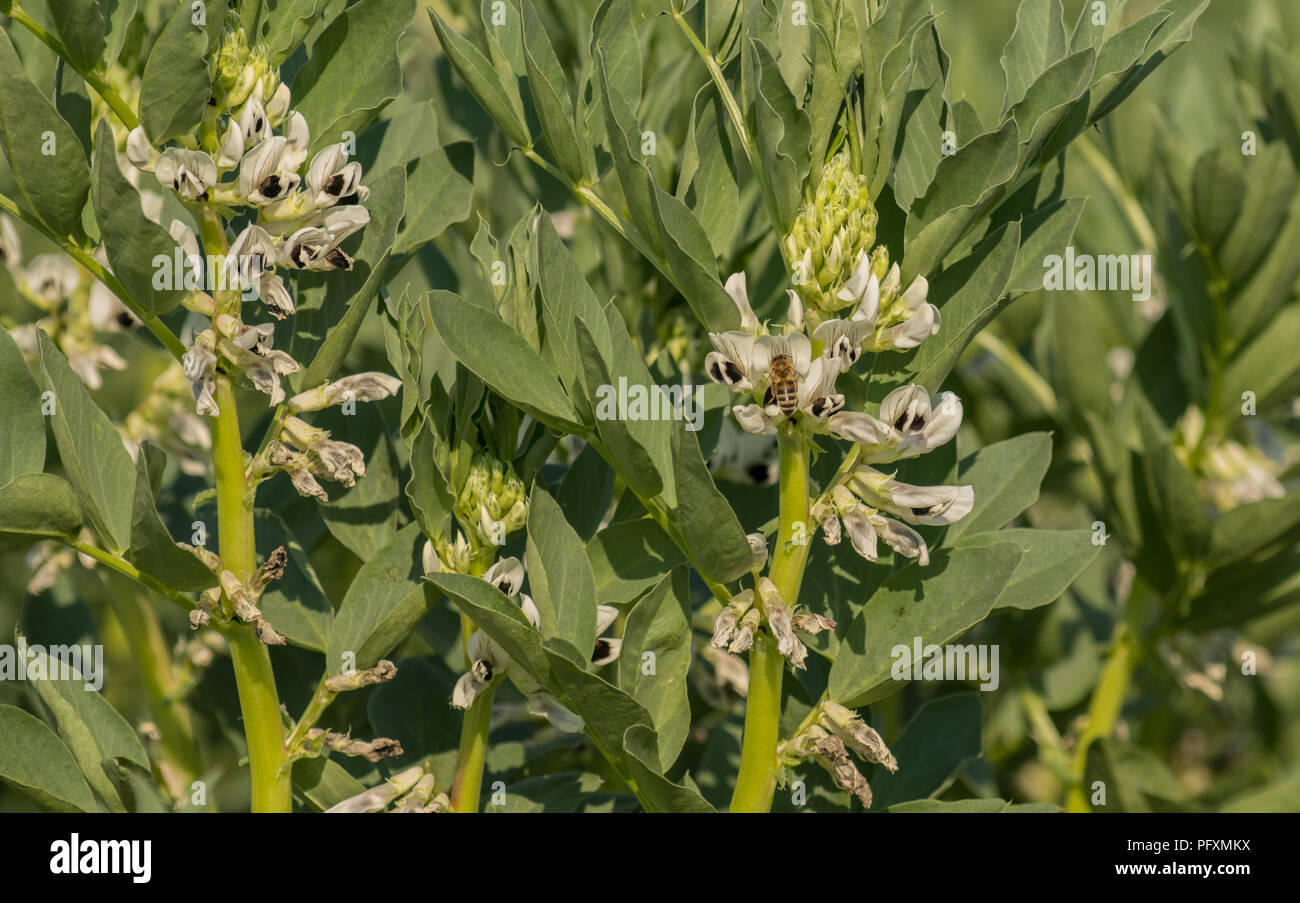 flowers of faba bean growing in the field Stock Photo - Alamy