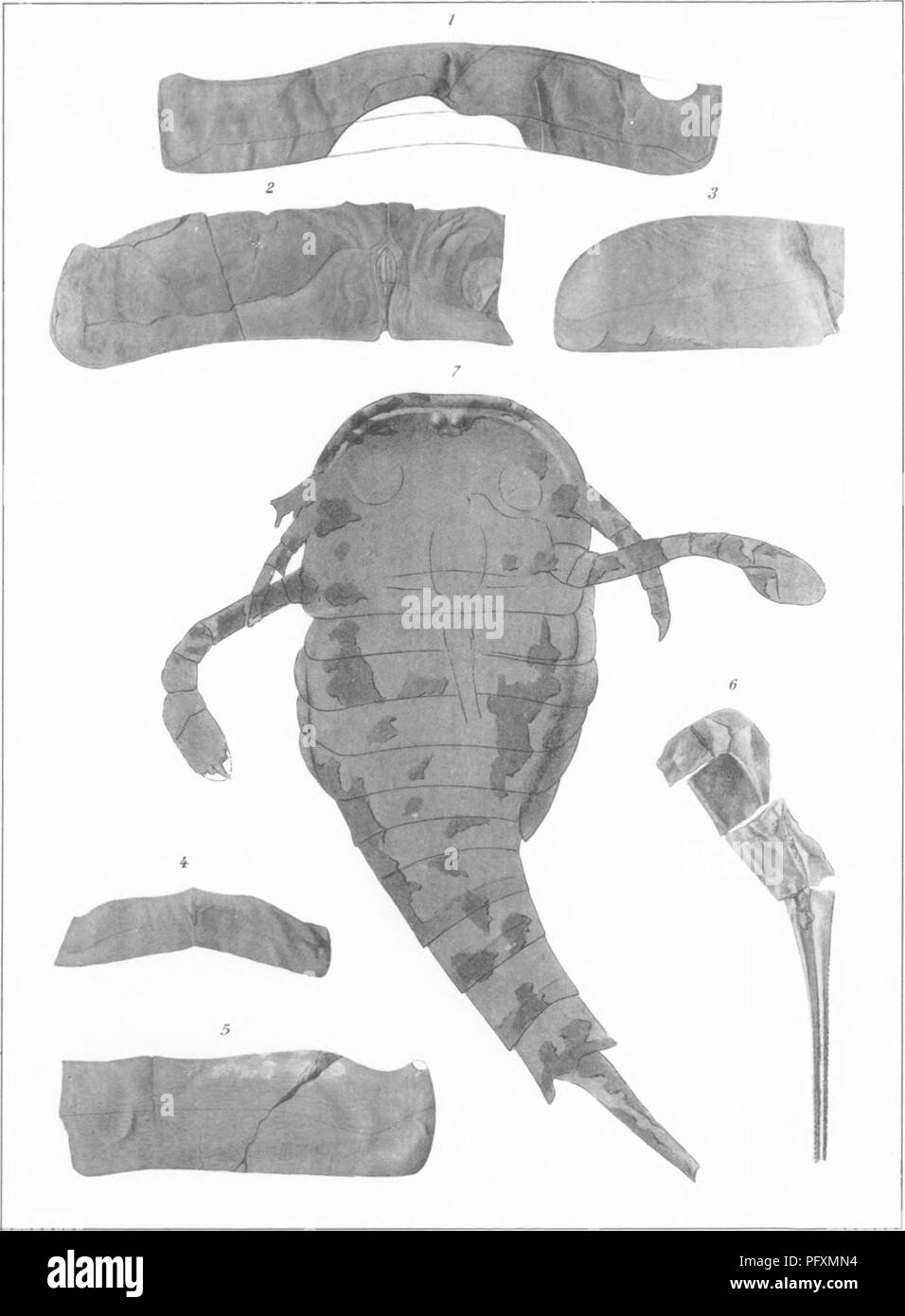 This work on the Eurypterida of New York focuses on fossilized ancient ...