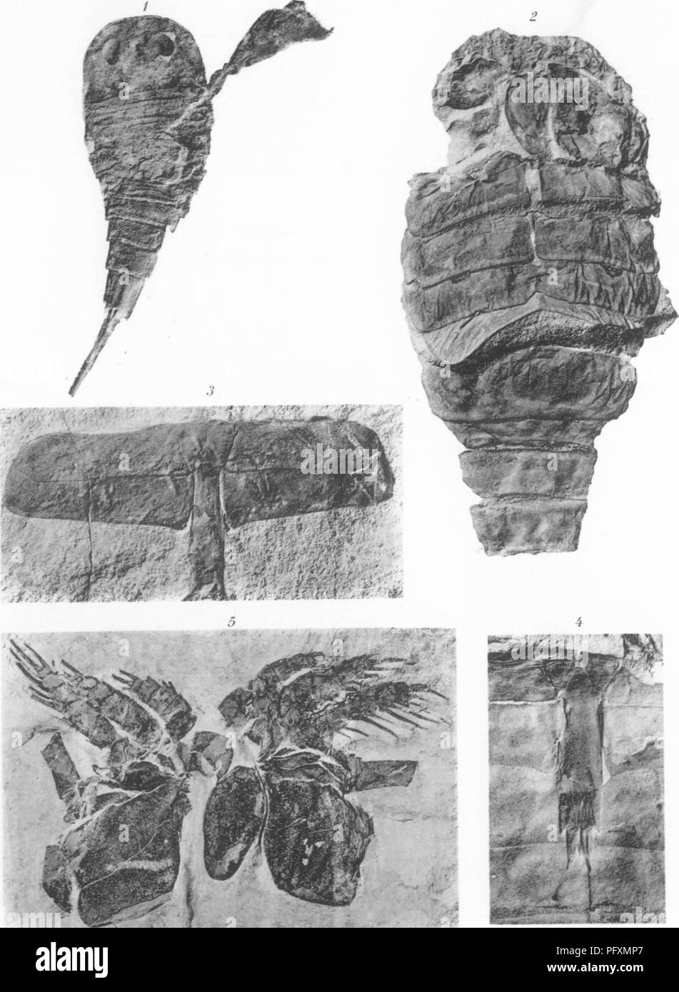 This plate from the 'Eurypterida of New York' series depicts various ...