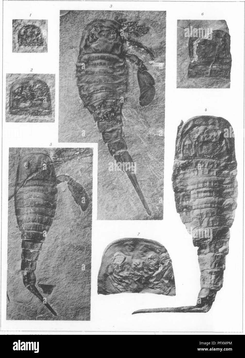 Detailed study paleozoic fossils Black and White Stock Photos & Images ...