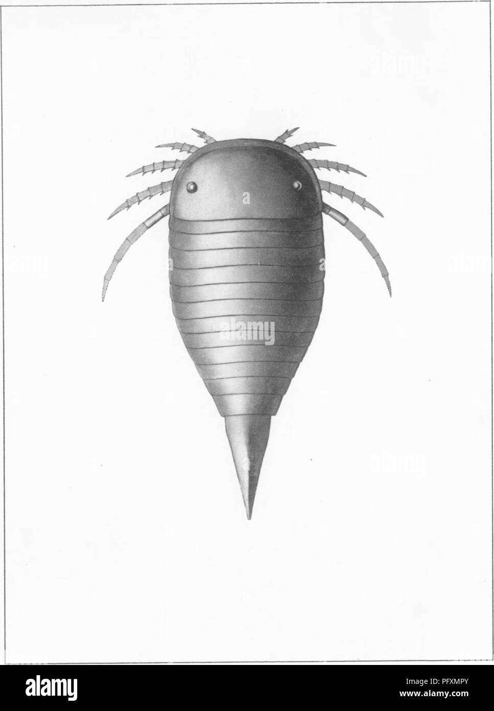 This paleontological study focuses on the Eurypterida, an extinct group of aquatic arthropods ...