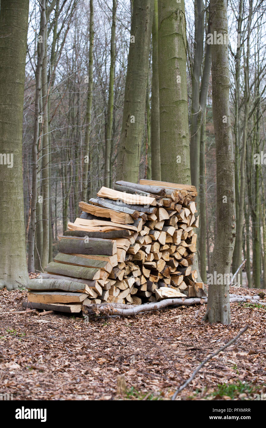 Pile of wood in the forest Stock Photo - Alamy