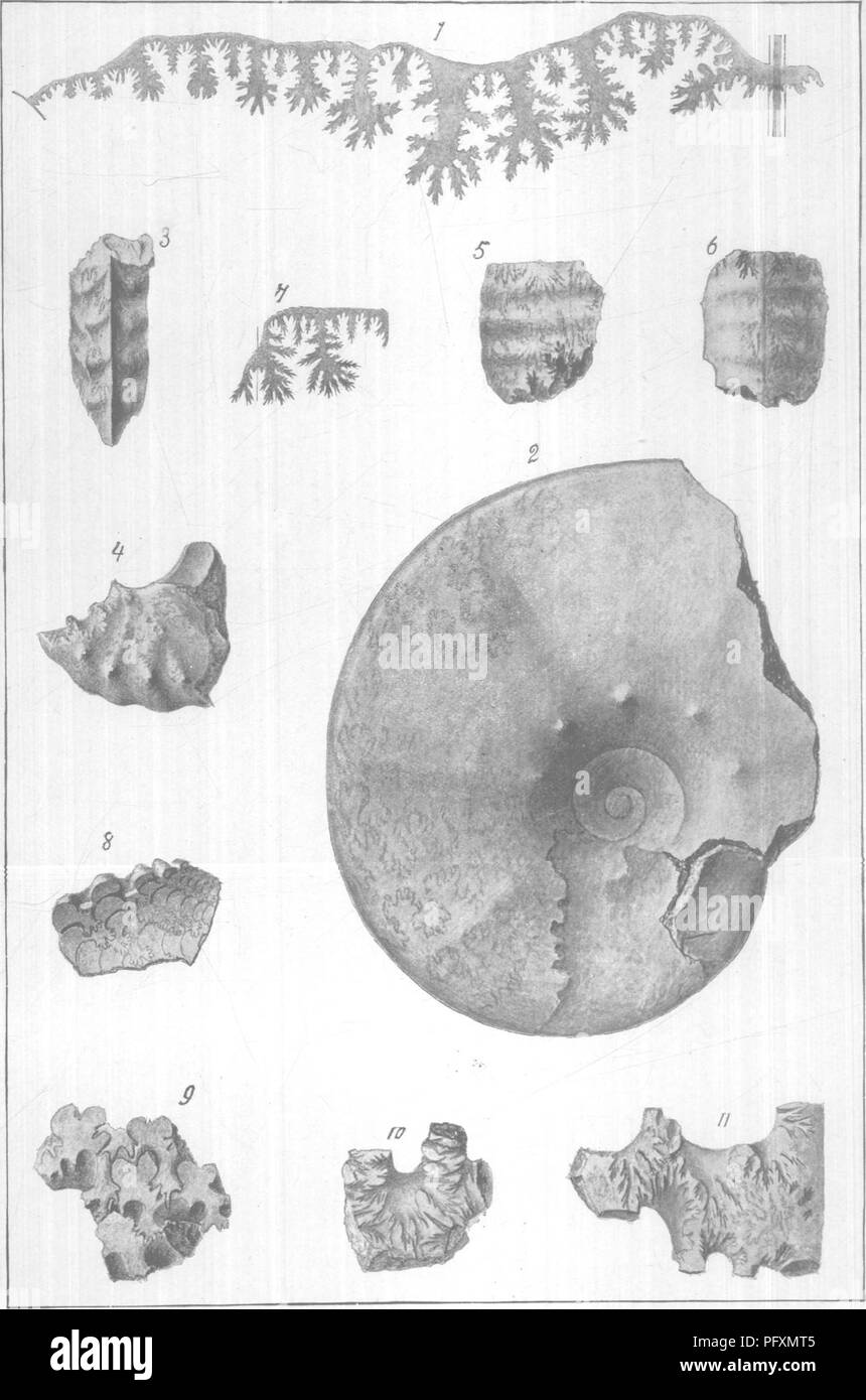 Paleoenvironment Black and White Stock Photos & Images - Alamy