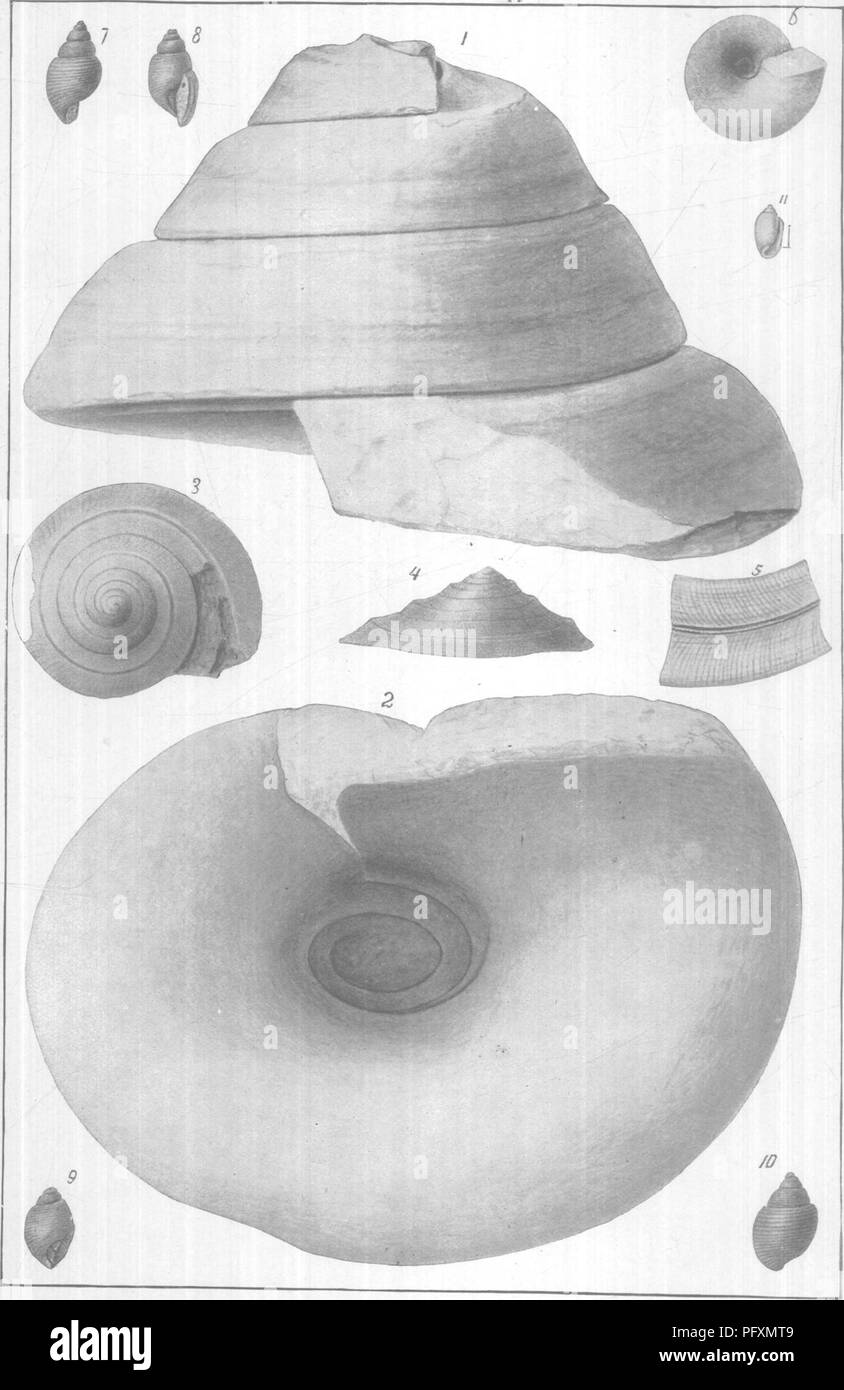 This study examines fossil gastropods and cephalopods from the Raritan ...