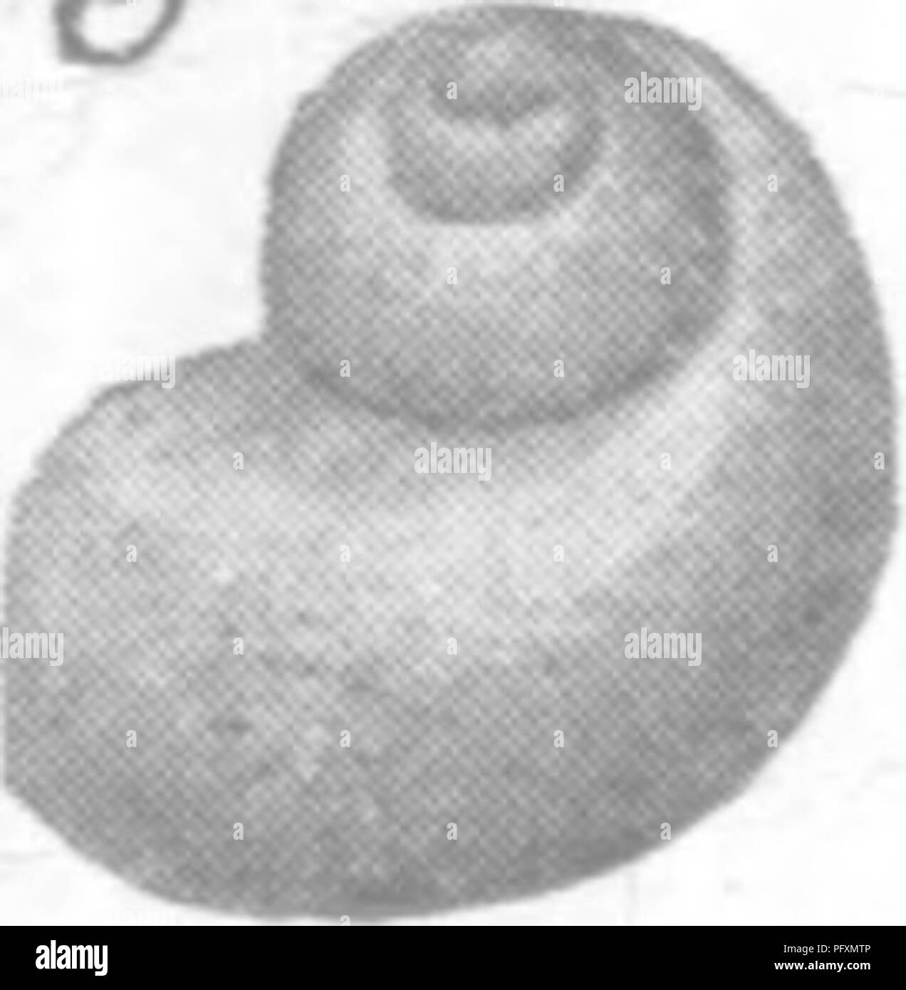 1828 species Black and White Stock Photos & Images - Alamy