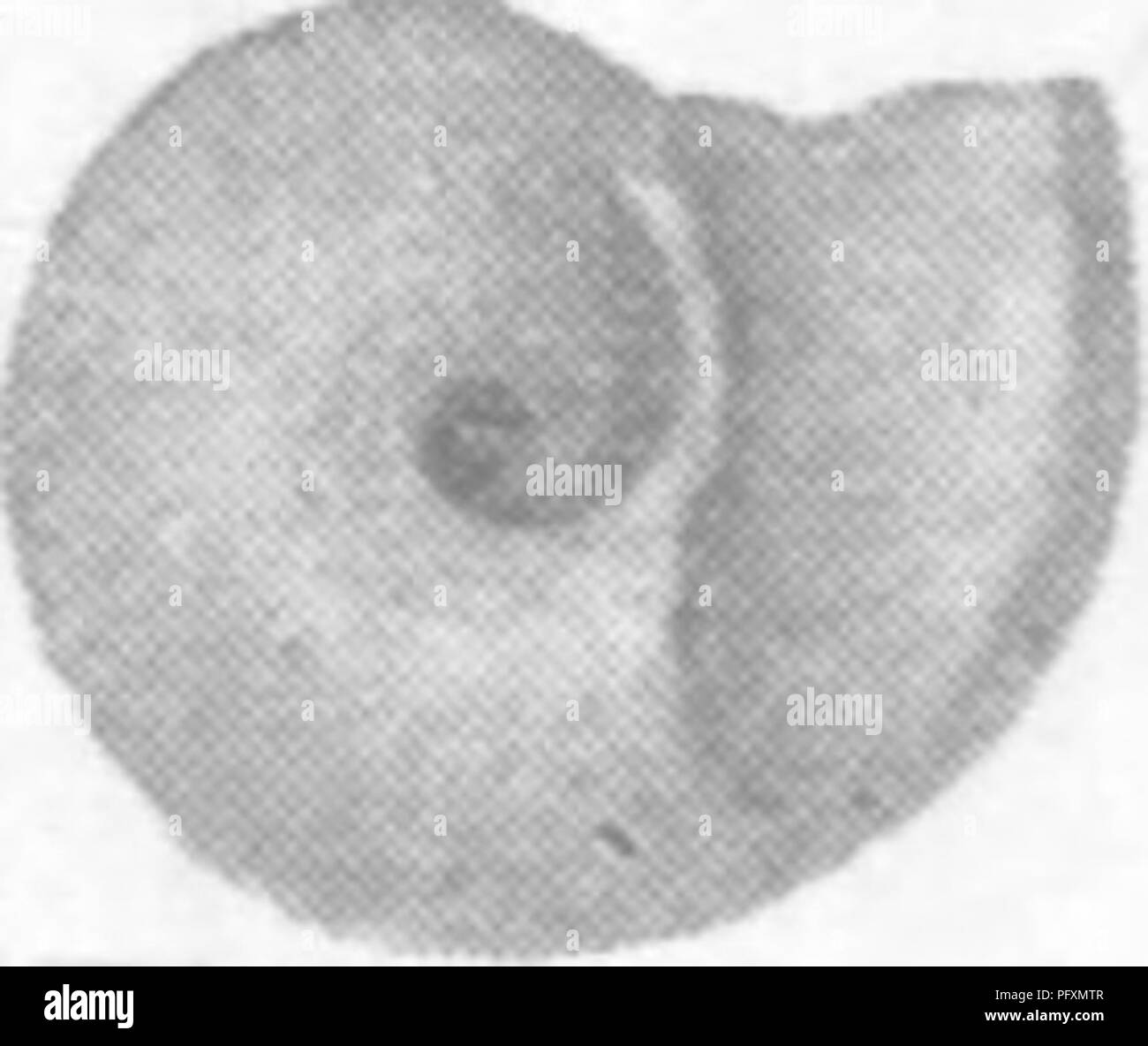 Fossil Gastropoda and Cephalopoda from the Raritan clays and greensand ...