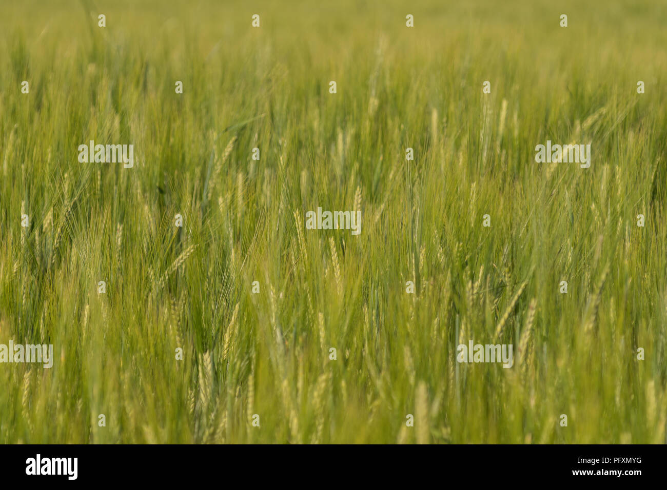 landscape with field full of green rye during early summer Stock Photo ...