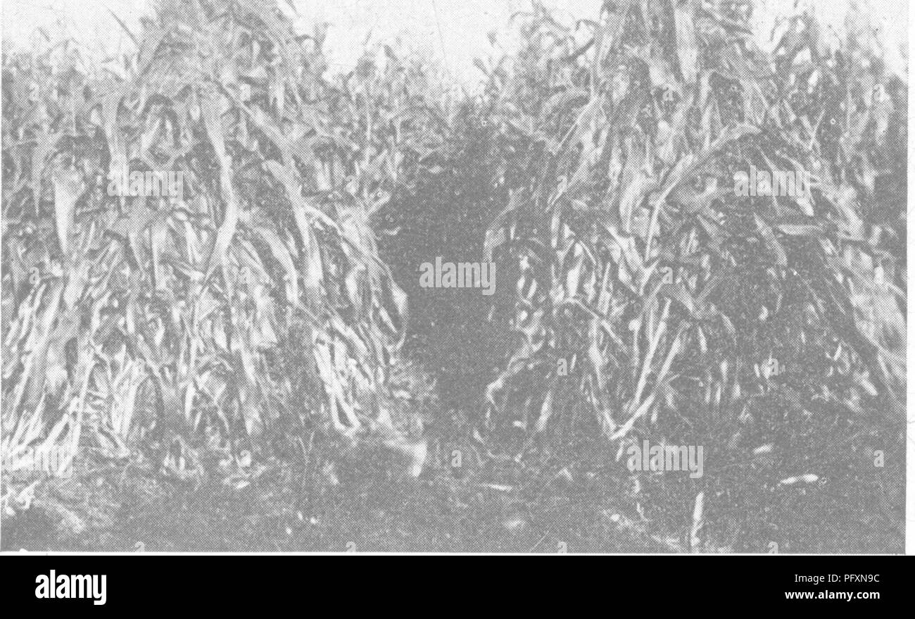 Well yield Black and White Stock Photos & Images - Alamy